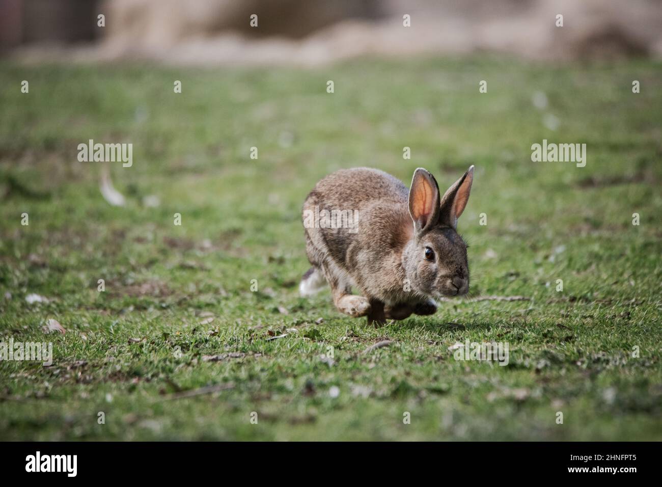 Fluffy easter bunny hi-res stock photography and images - Alamy
