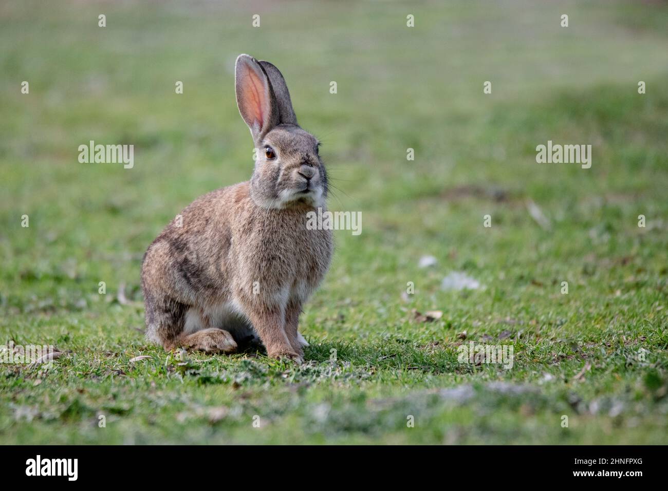 Wild european rabbit (Oryctolagus cuniculus) in alert in Madrid ( Spain ...
