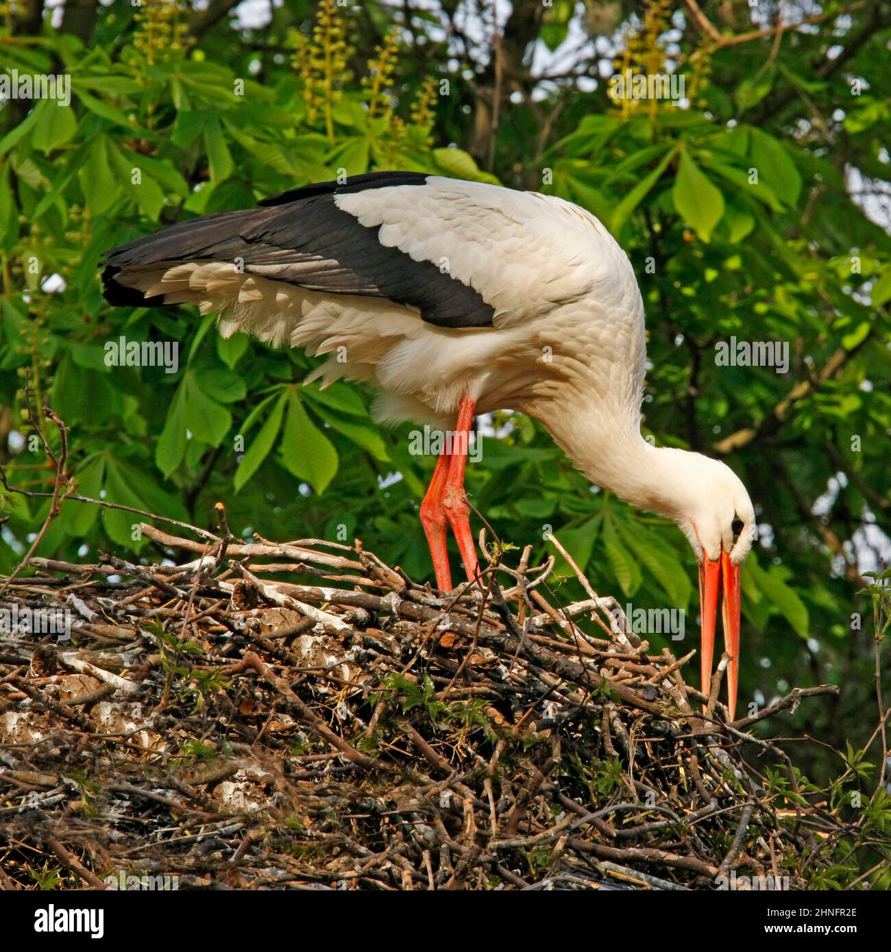 Stork building a nest, rattling stork, Luisenpark, Mannheim, Baden ...