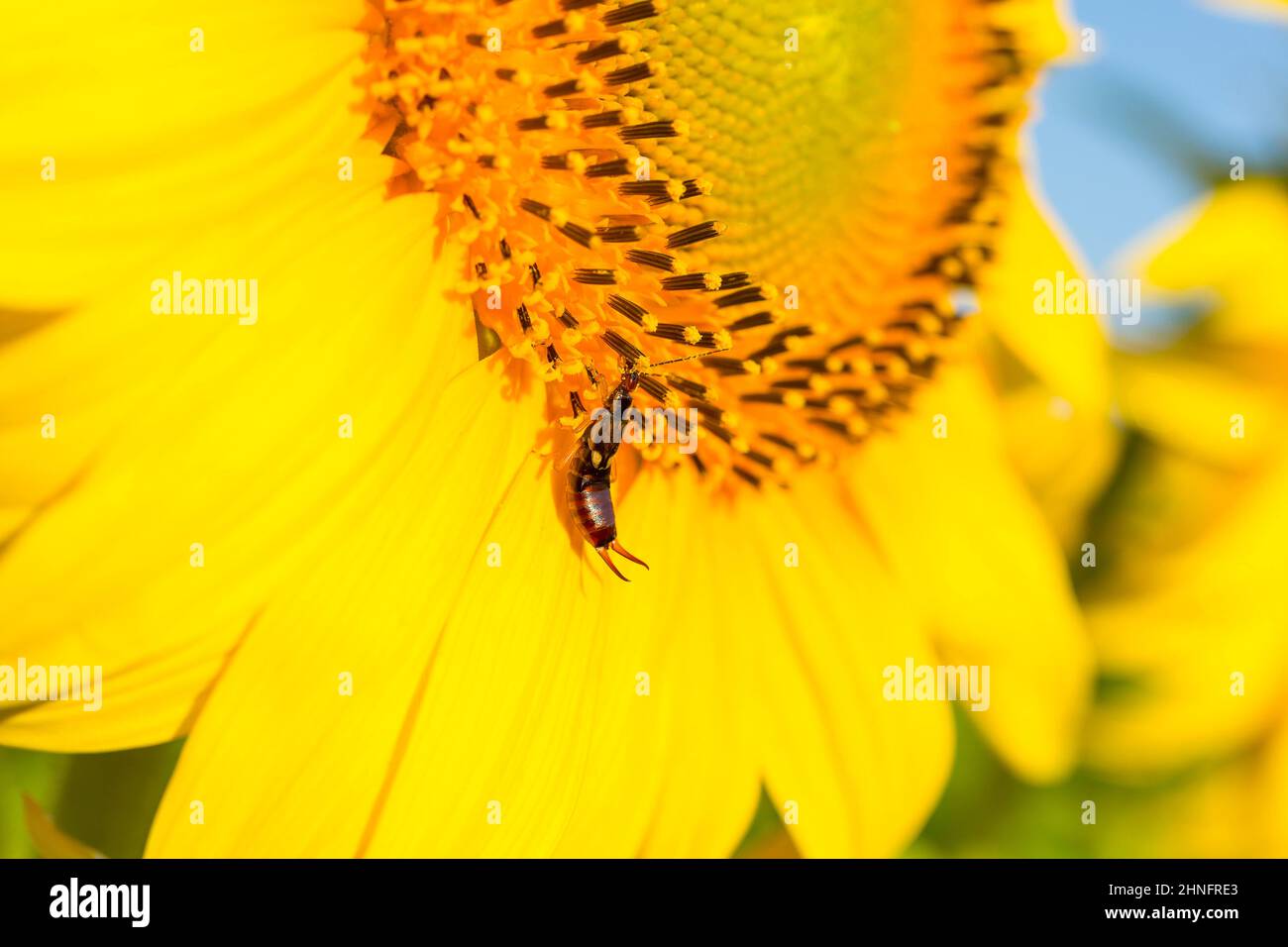 Earwig (Dermaptera) eats pollen on a sunflower (Helianthus annuus ...