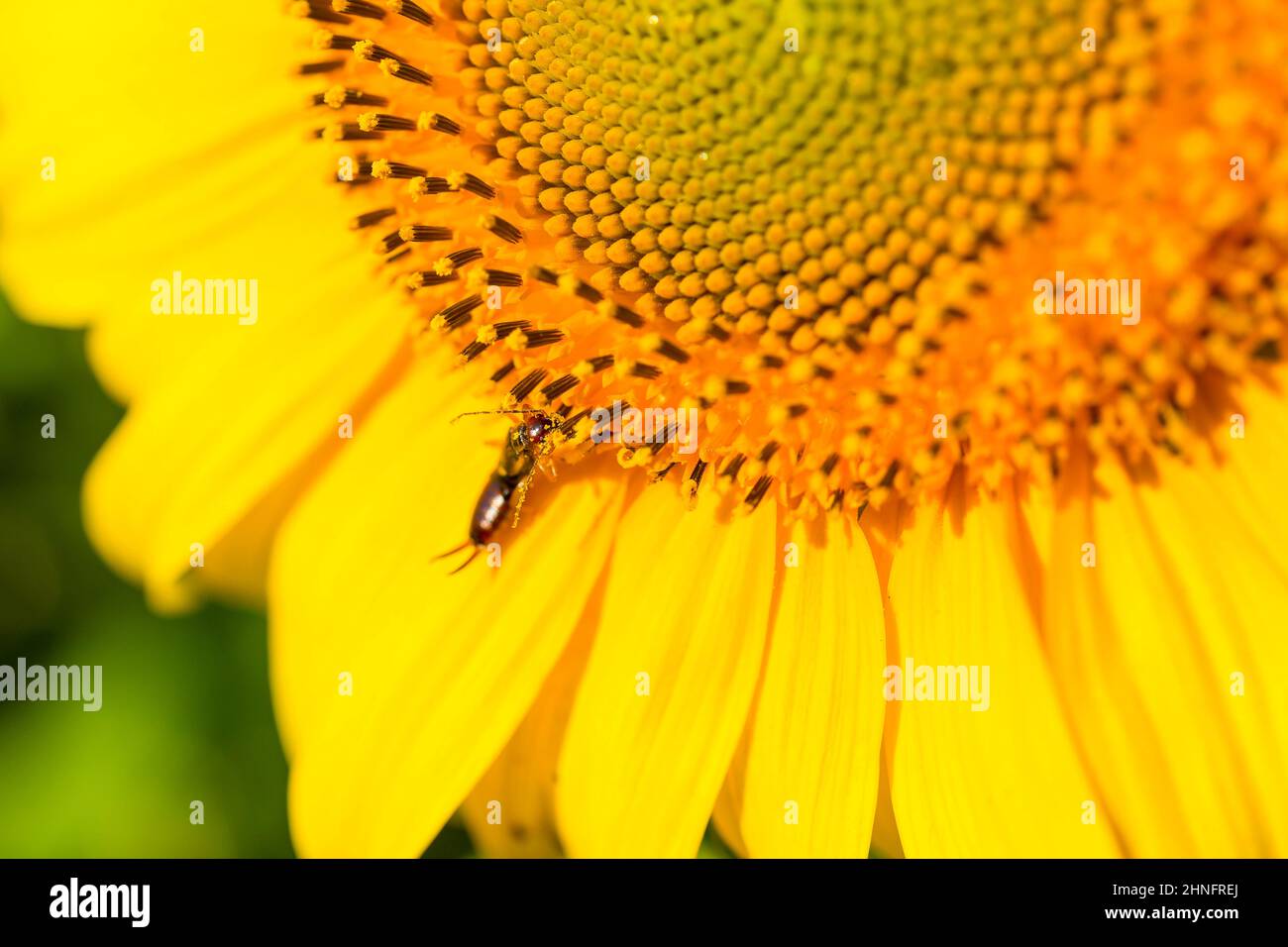 Earwig (Dermaptera) eats pollen on a sunflower (Helianthus annuus ...