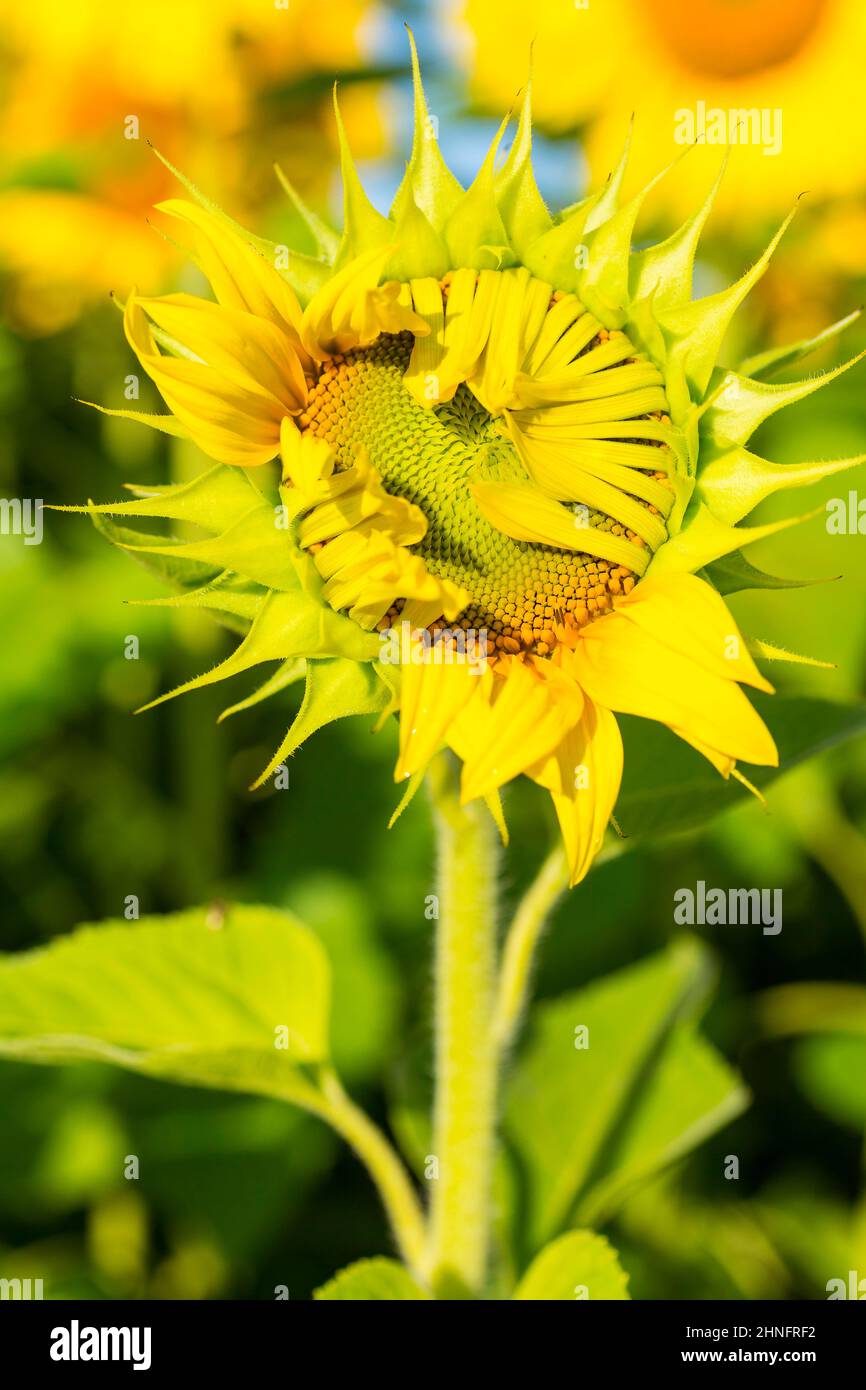 Flower of a sunflower (Helianthus annuus) opening its petals, Germany ...