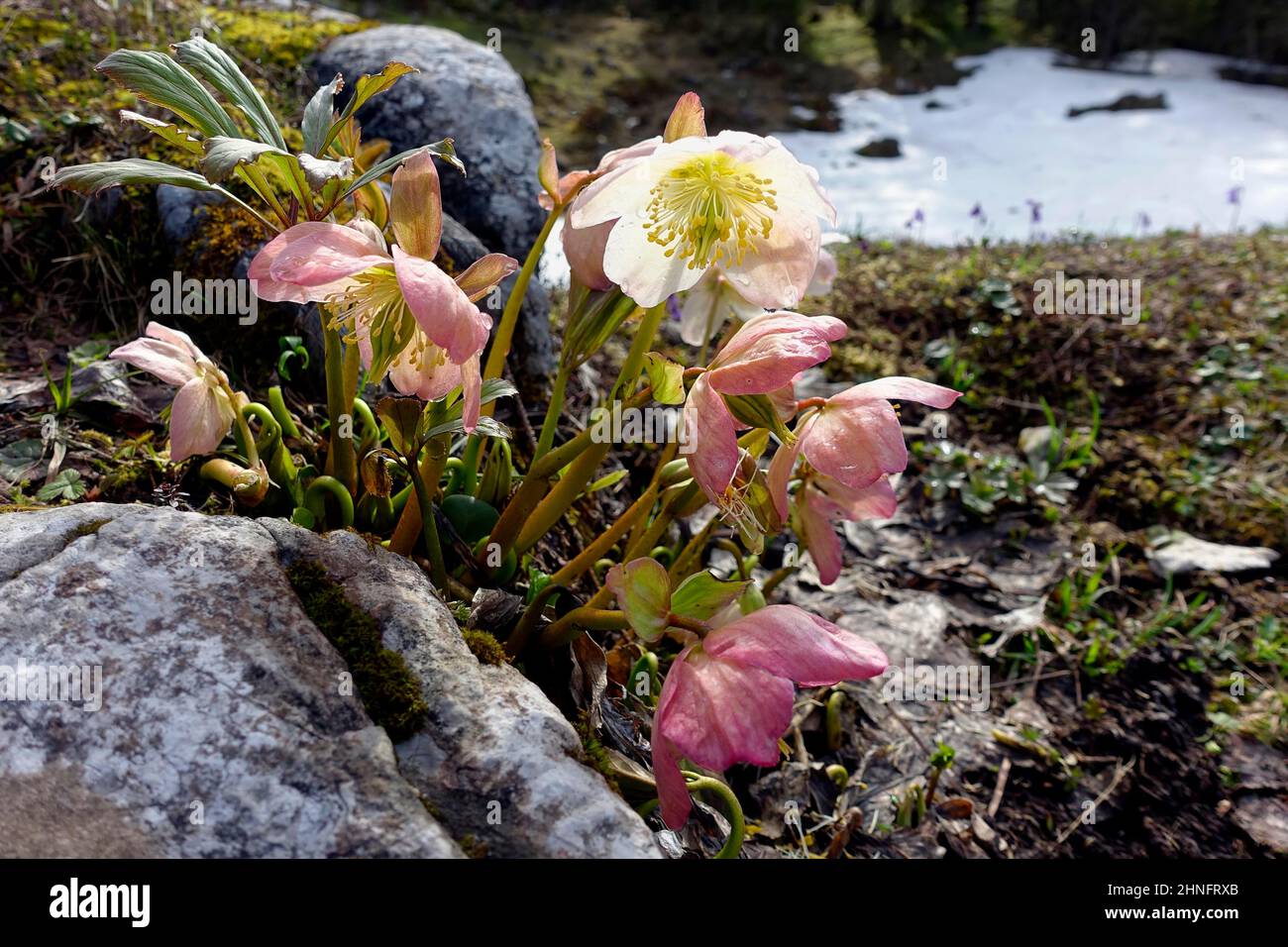 Christmas rose (Helleborus niger), Christmas rose, Kuehrointalm ...