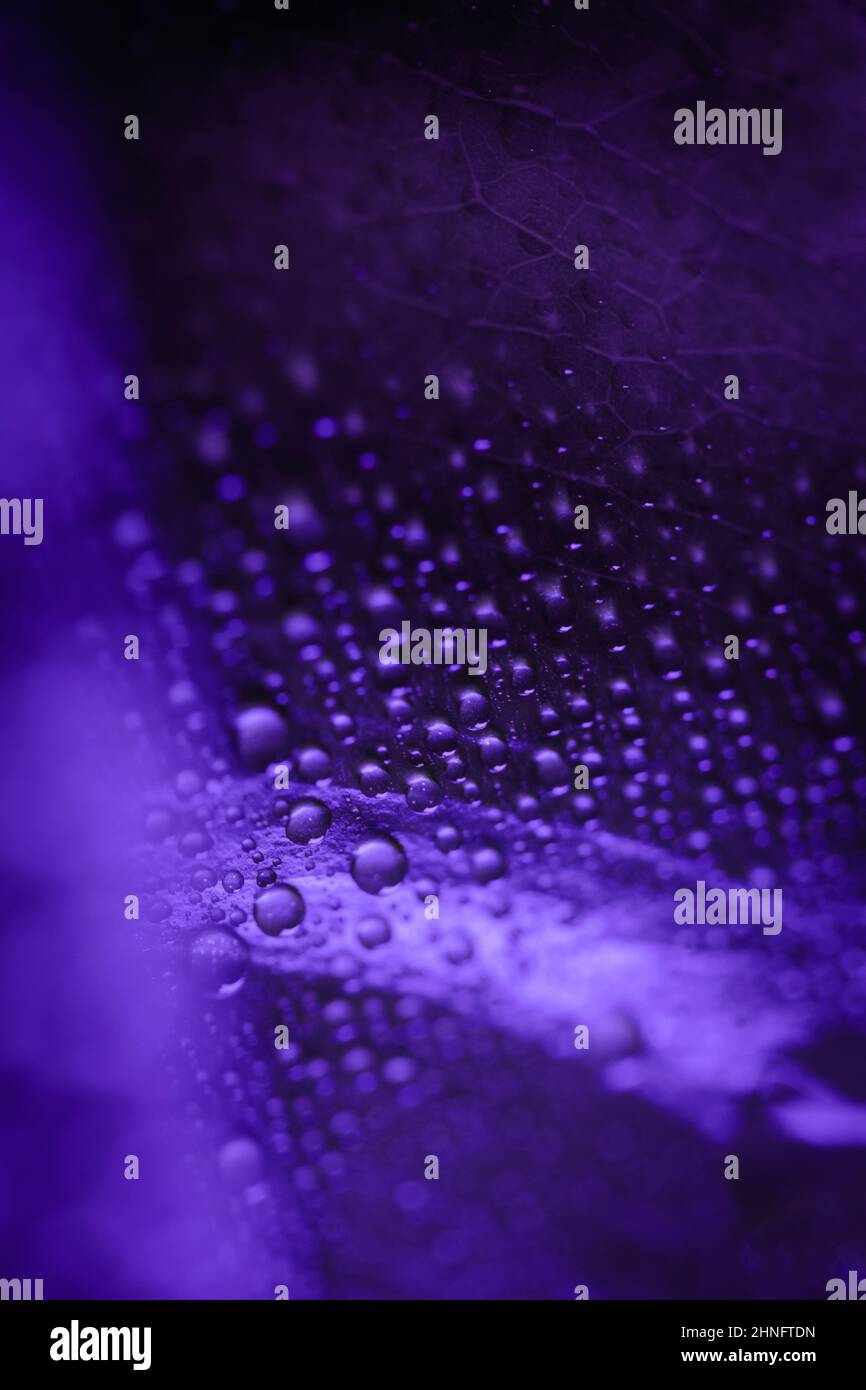 Wet purple surface with colorful glistering water drops Stock Photo - Alamy