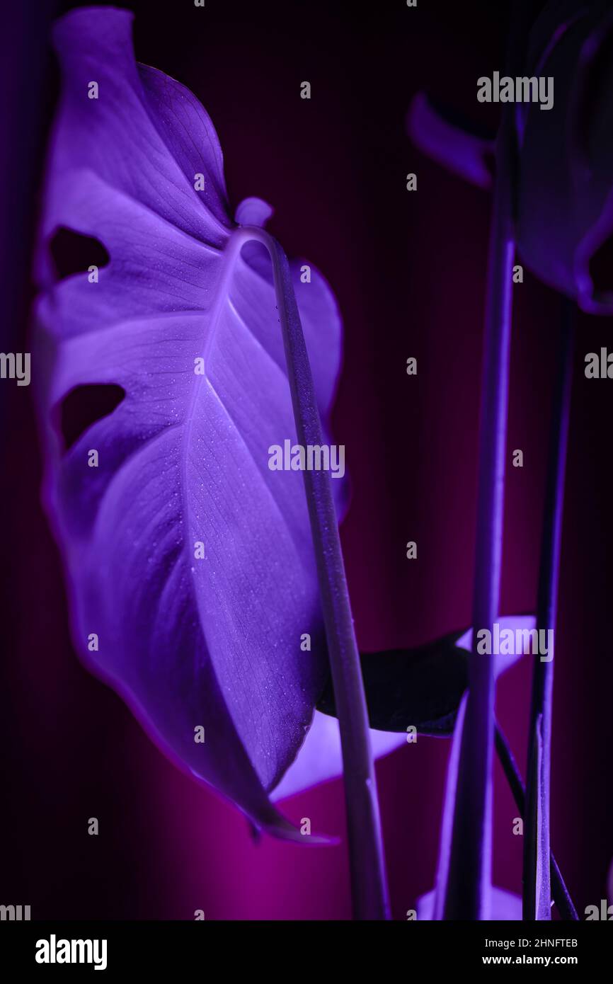 Plant monstera deliciosa leaf in purple color with details Stock Photo ...