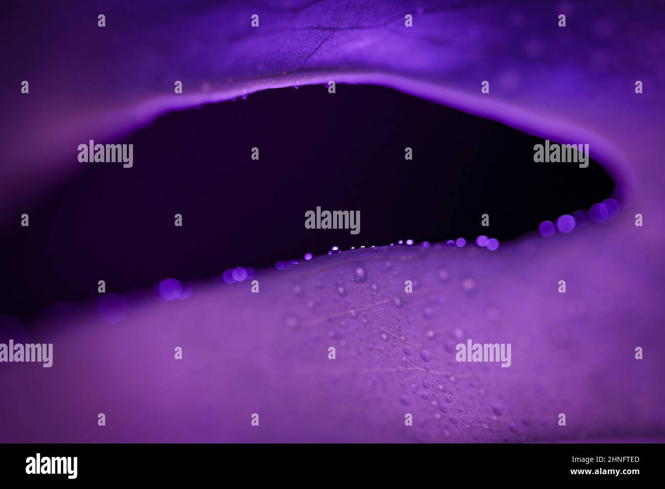 Modern purple surface with colorful glistering water drops Stock Photo ...