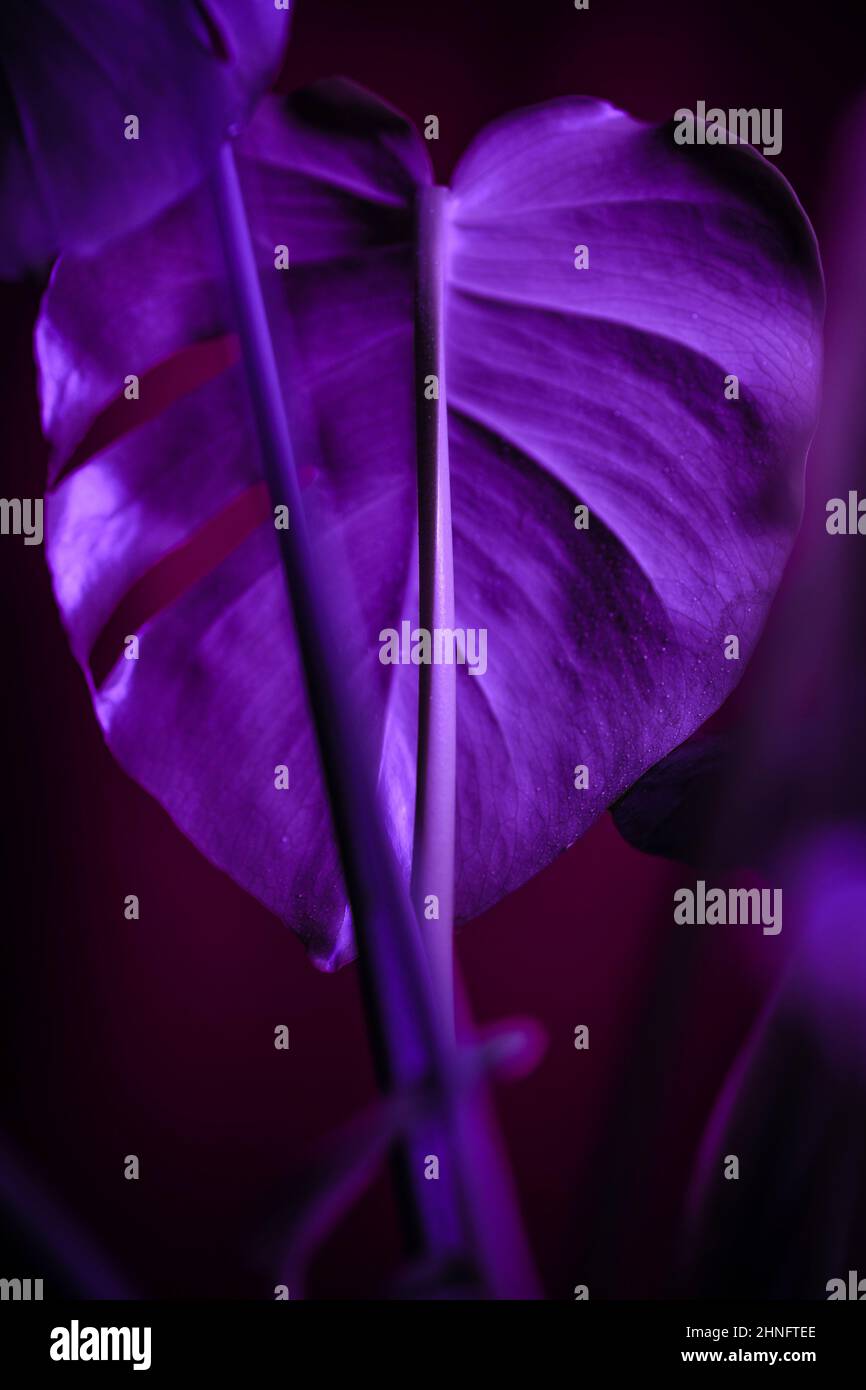 Monstera deliciosa plant in purple color with details Stock Photo - Alamy