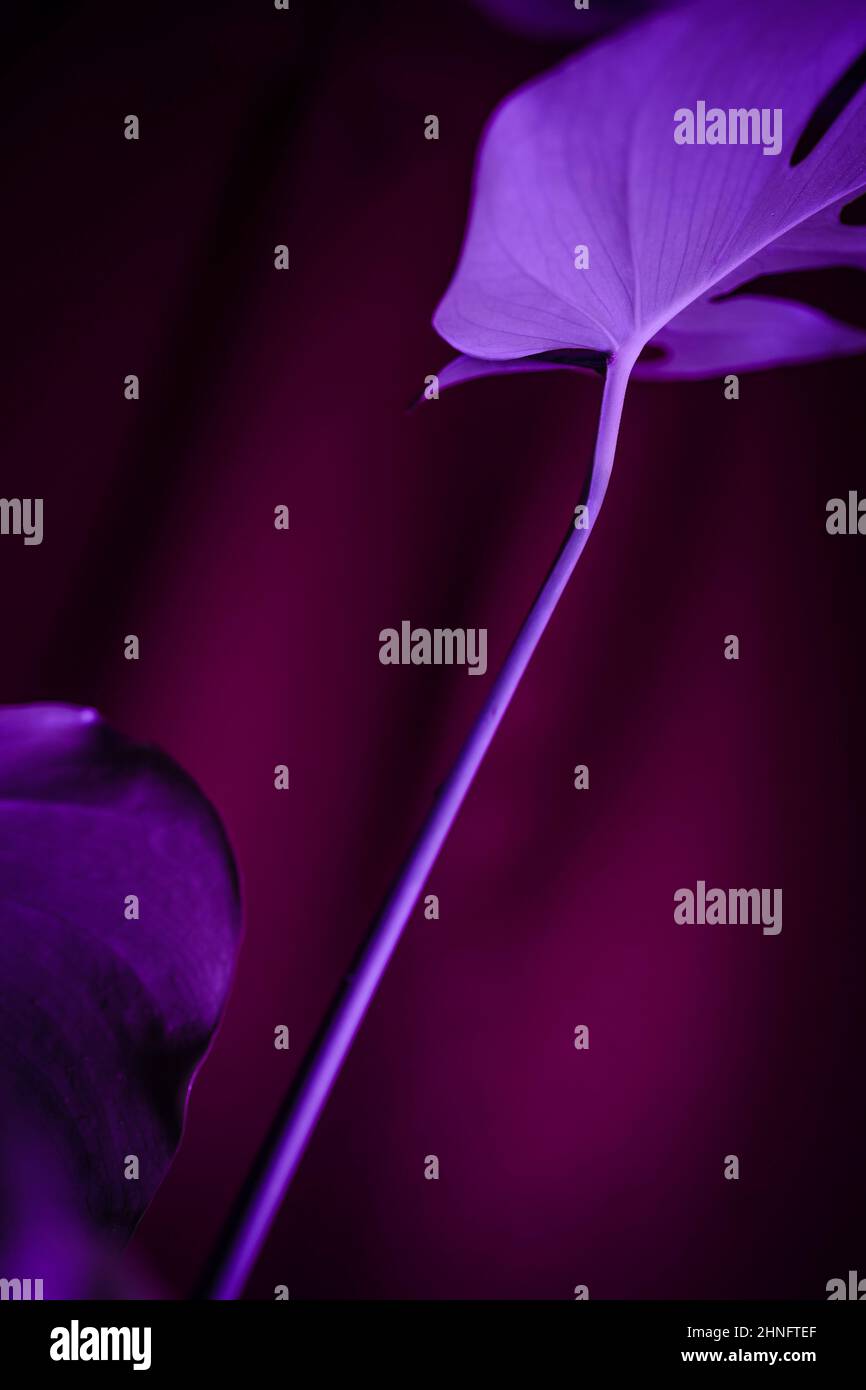 Monstera deliciosa plant in pink color with details Stock Photo - Alamy