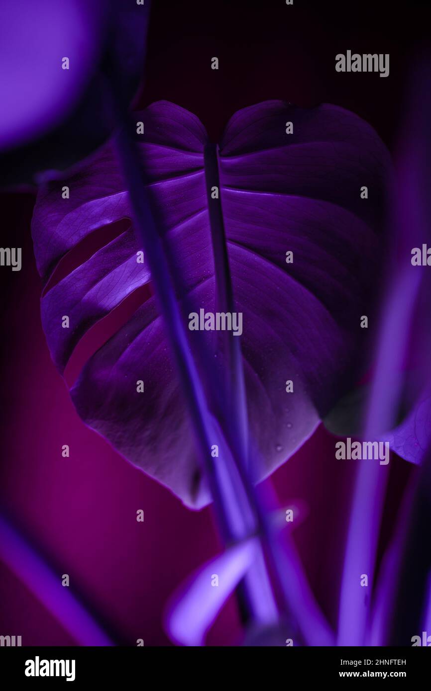 Monstera deliciosa plant in purple color with details Stock Photo - Alamy
