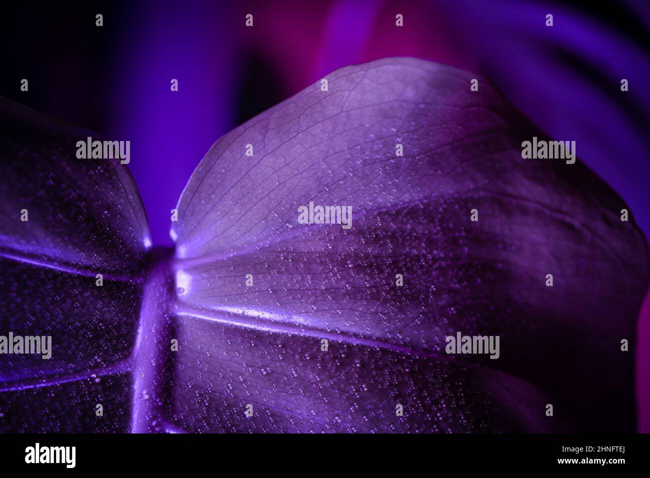 Plant leaf in modern purple color with details closeup. Modern plants ...