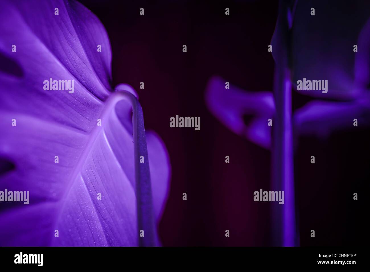 Plant monstera deliciosa leaf in purple color with details Stock Photo ...