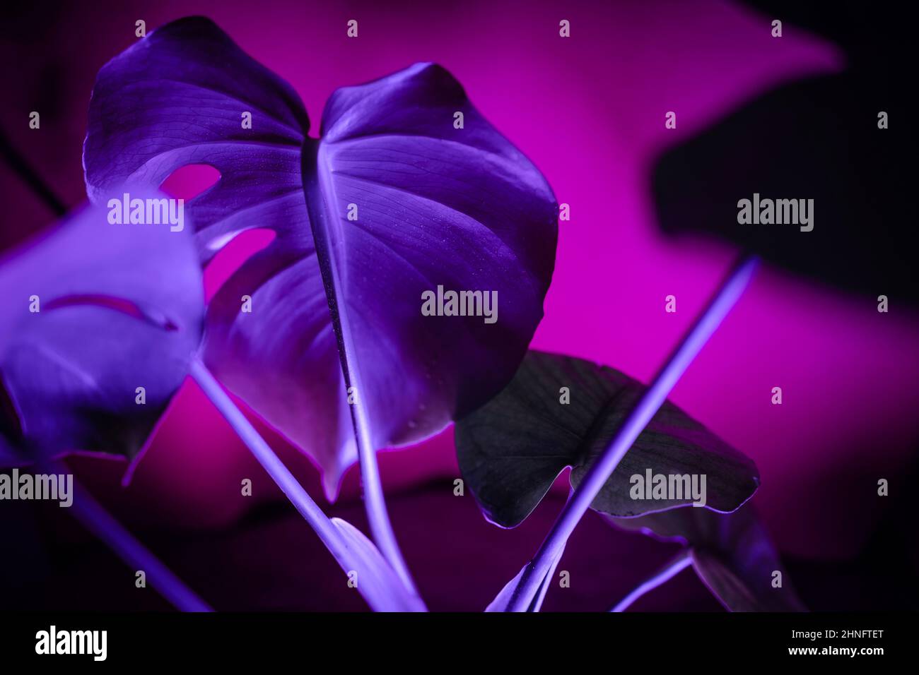 Monstera deliciosa plant in purple color with details Stock Photo - Alamy
