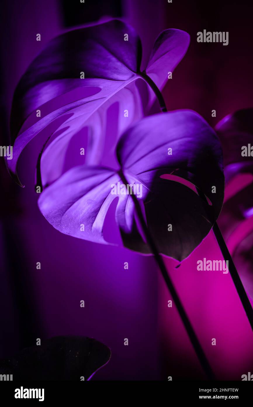 Monstera deliciosa plant in pink color with details Stock Photo - Alamy