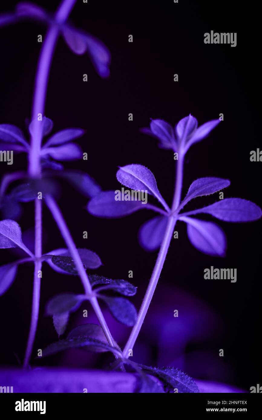 Plants growing in the night in purple color with details Stock Photo ...