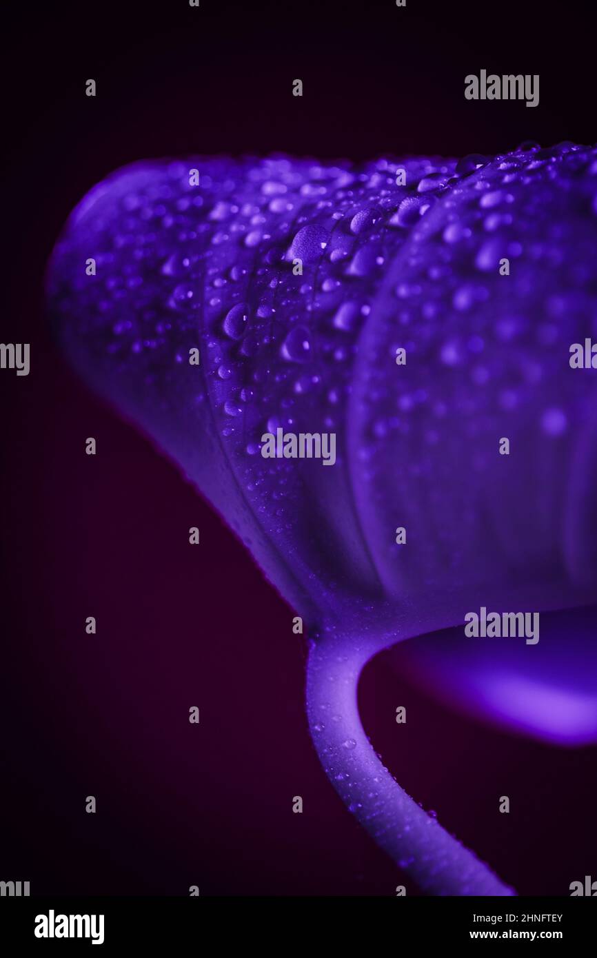 Wet purple leaf with colorful glistering water drops Stock Photo - Alamy