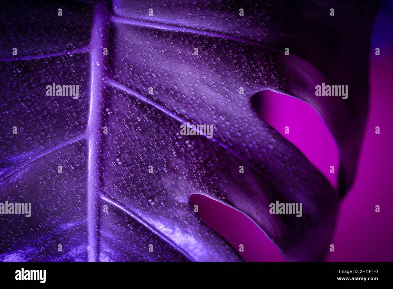 Leaf of monstera plant in modern purple color with details closeup ...