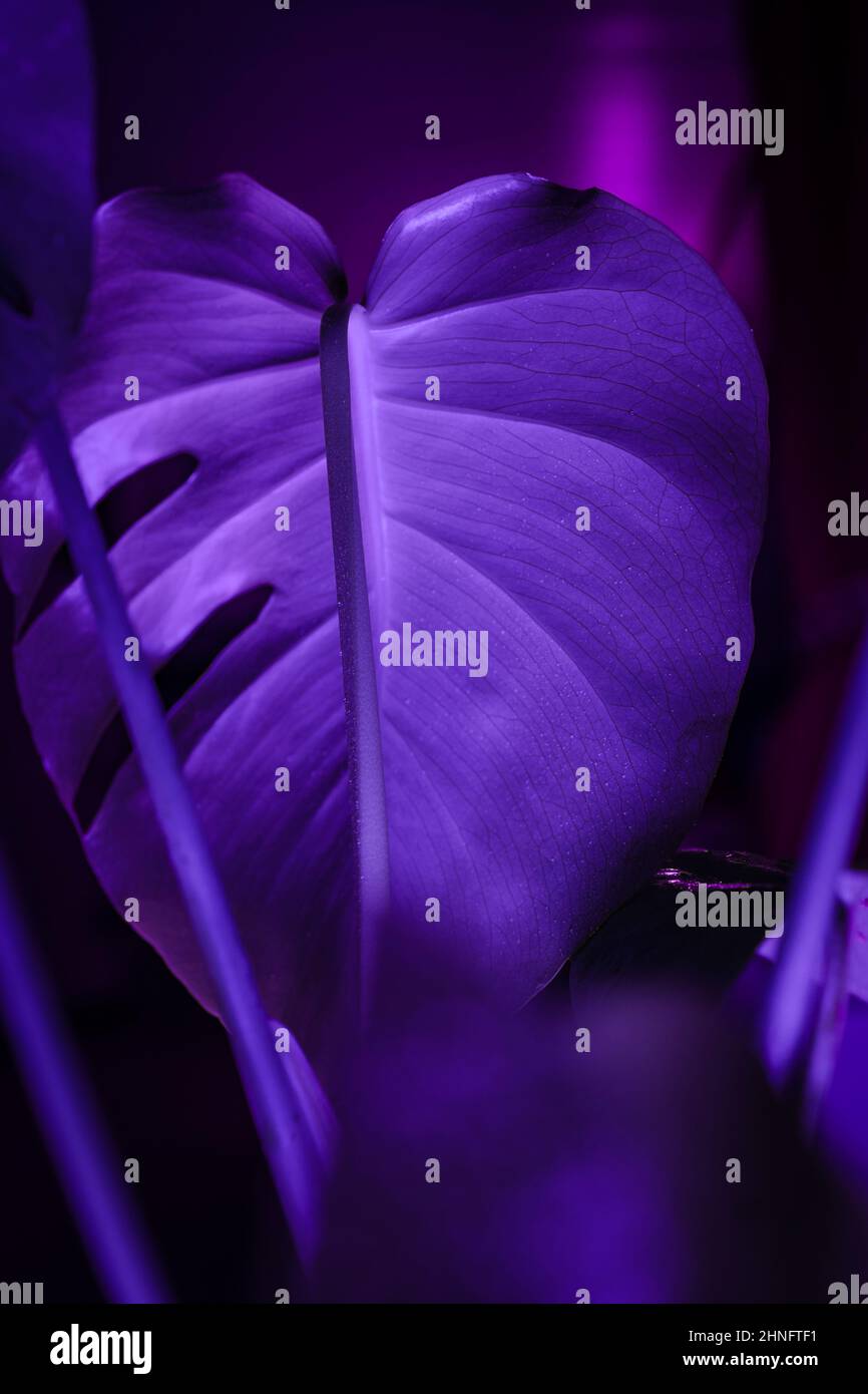 Monstera deliciosa leaf in purple color with details Stock Photo - Alamy