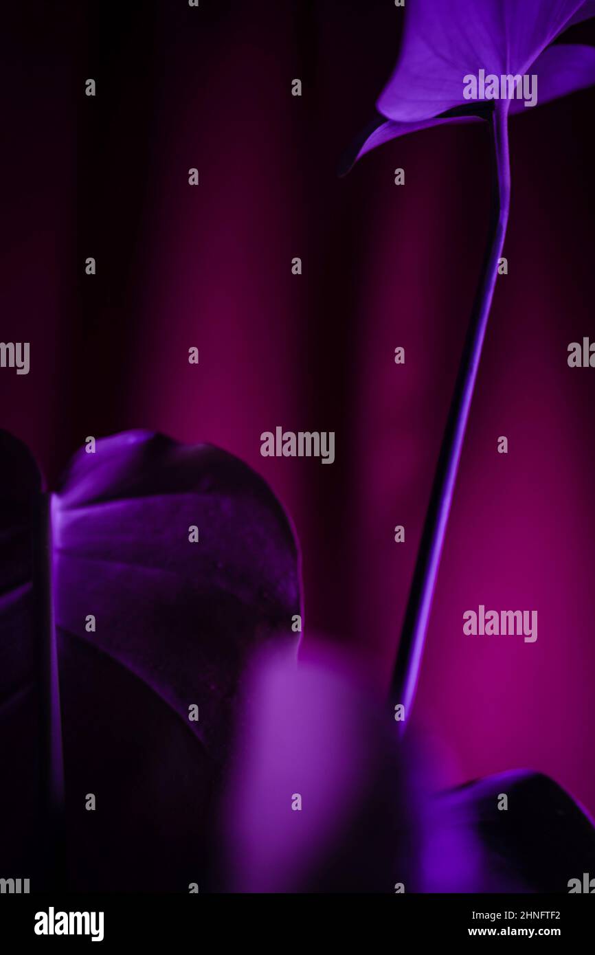 Monstera deliciosa plant in purple color with details Stock Photo - Alamy