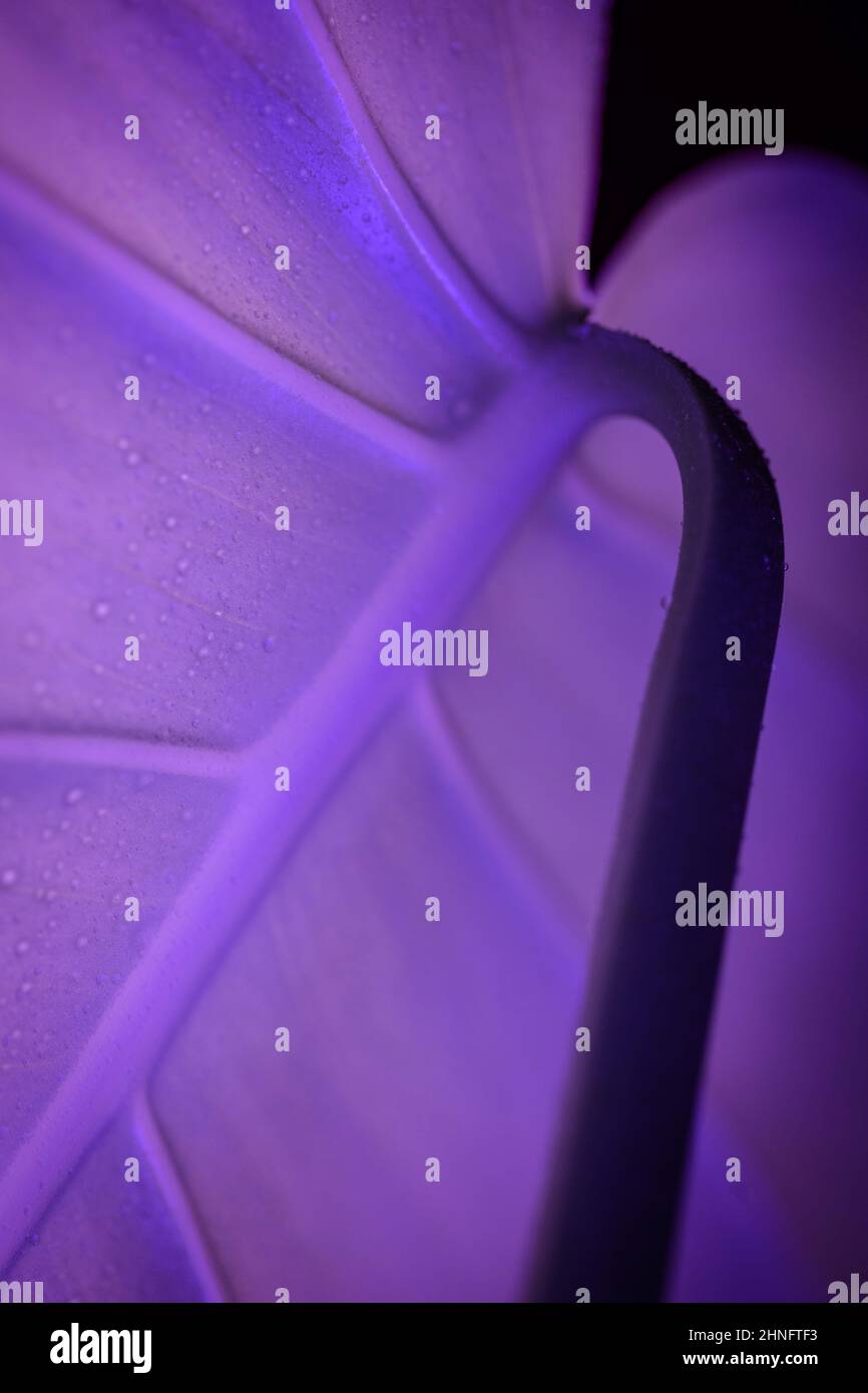 Monstera deliciosa leaf in purple color with details Stock Photo - Alamy