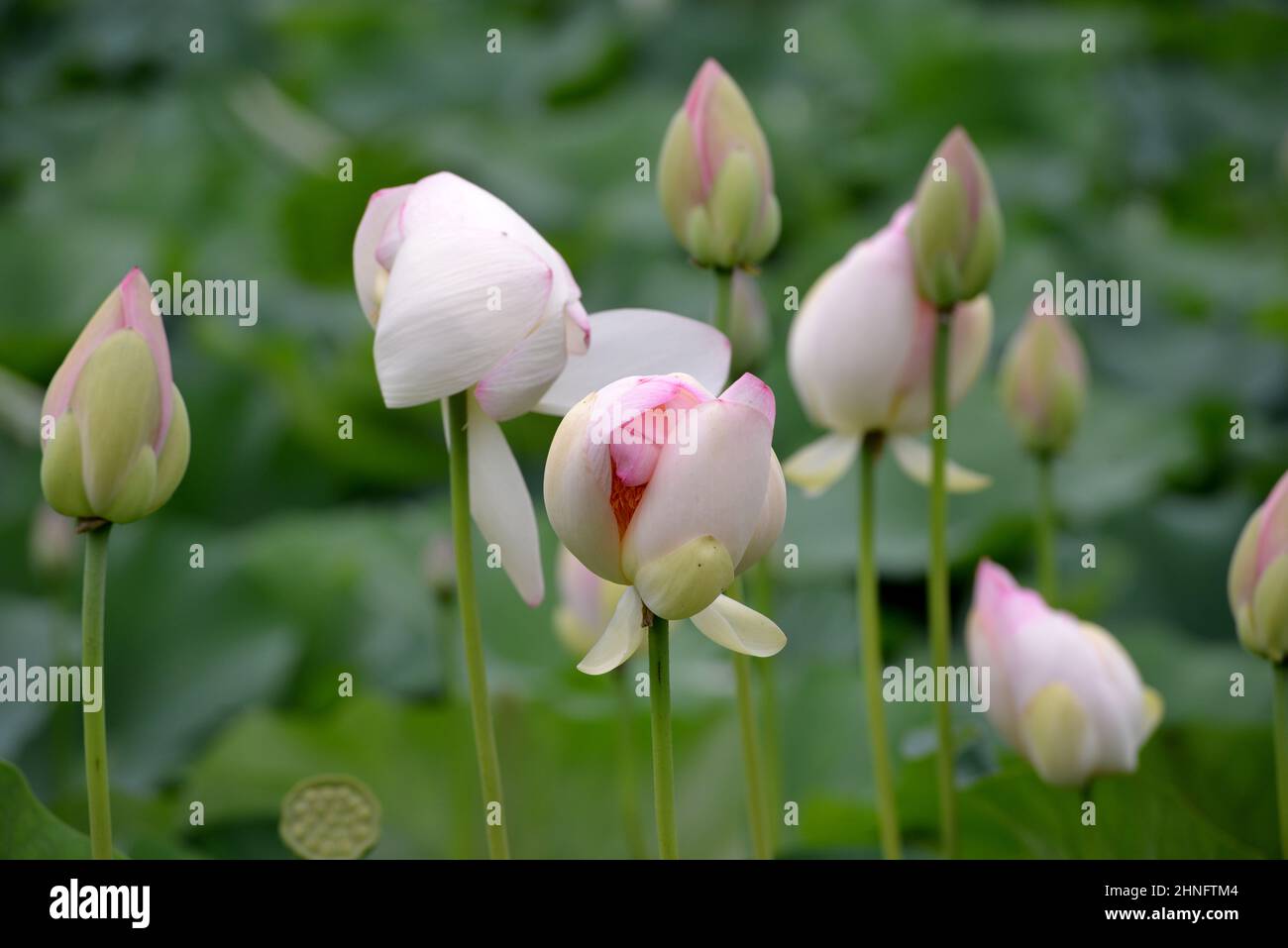 Lotus flowers shining at sunset Stock Photo - Alamy