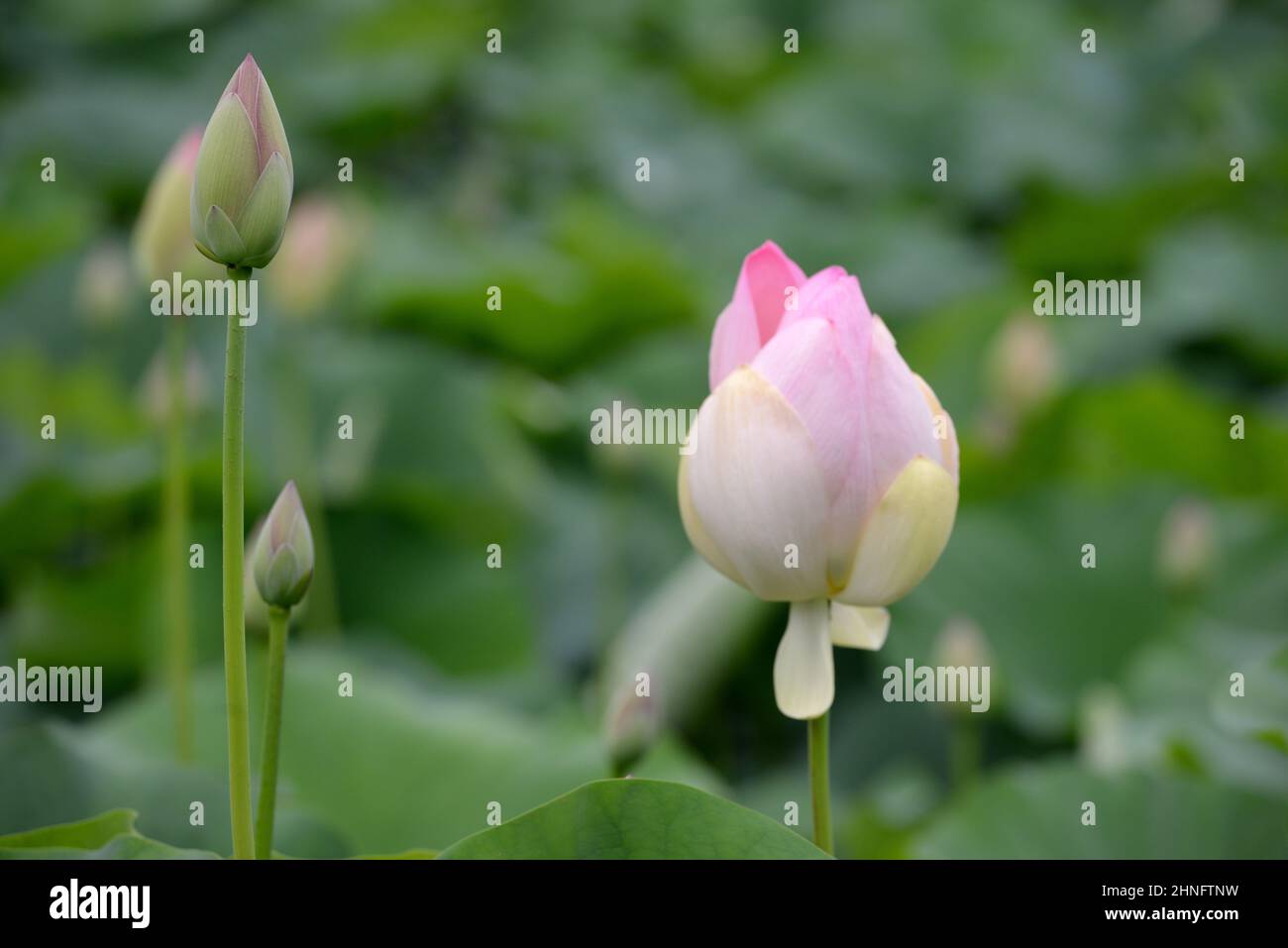 Lotus flowers partially open hi-res stock photography and images - Alamy