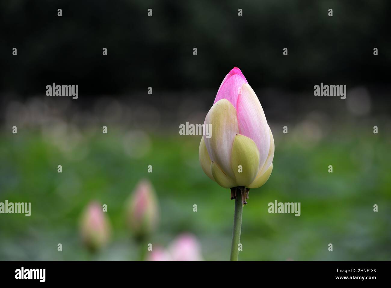 Lotus flowers shining at sunset Stock Photo - Alamy