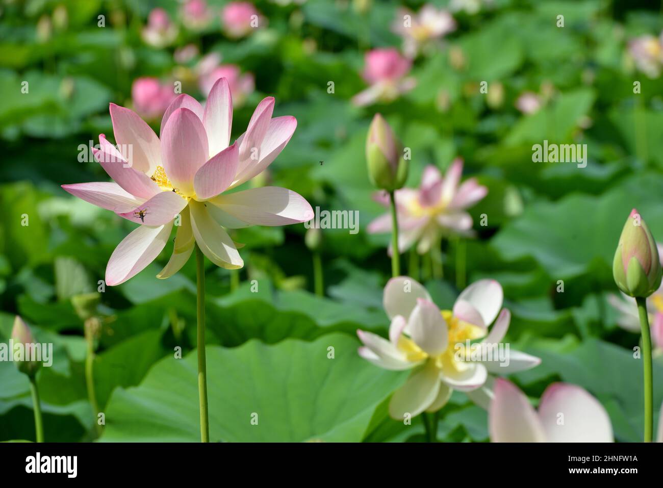 Lotus flowers shining at sunset Stock Photo - Alamy