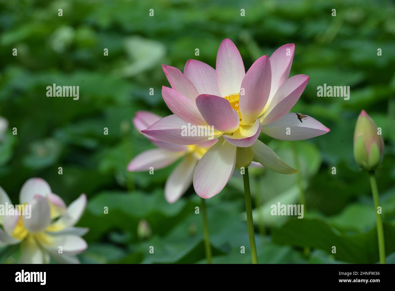 Lotus flowers partially open hi-res stock photography and images - Alamy