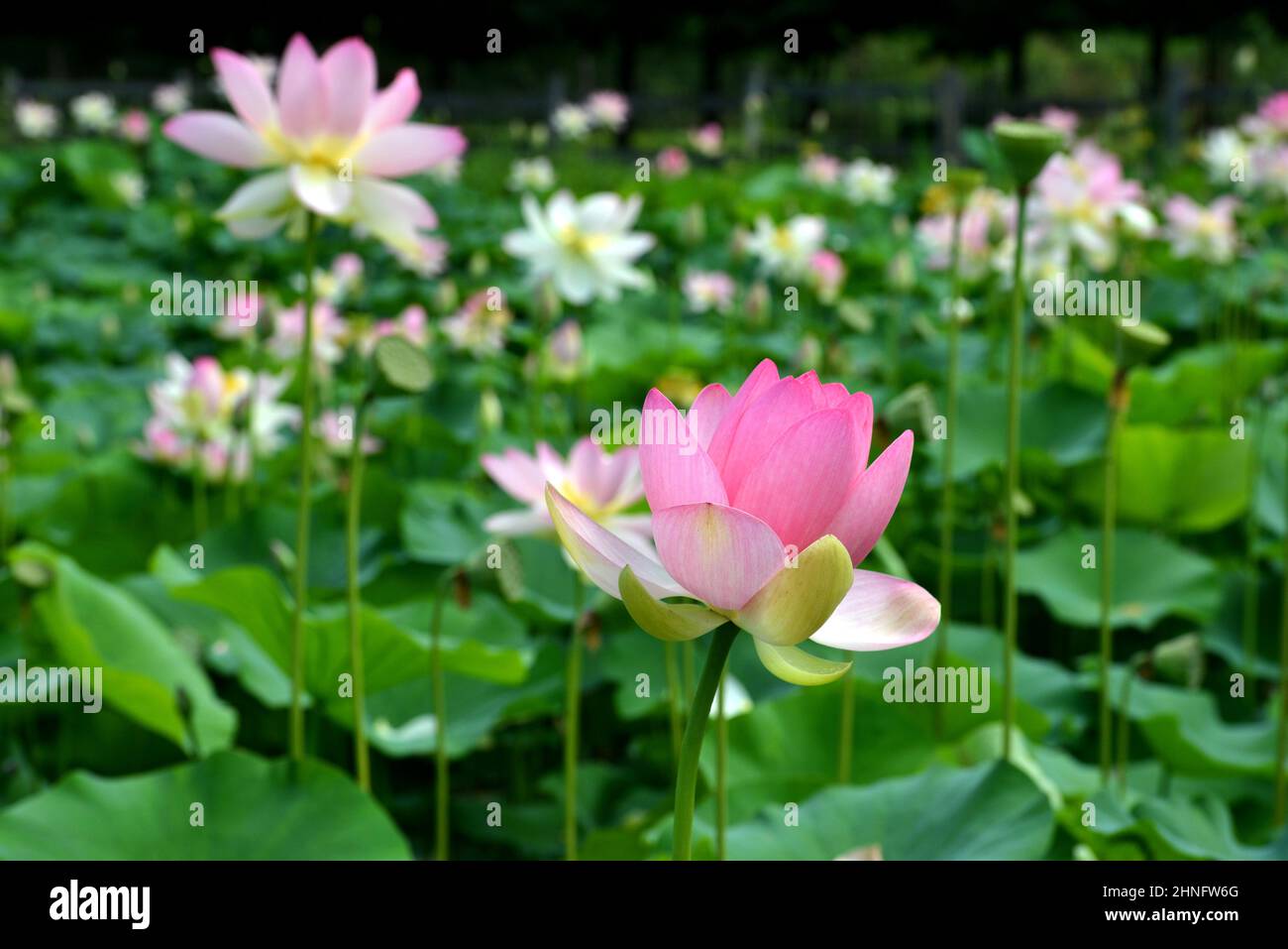 Relaxing flowers images hi-res stock photography and images - Alamy