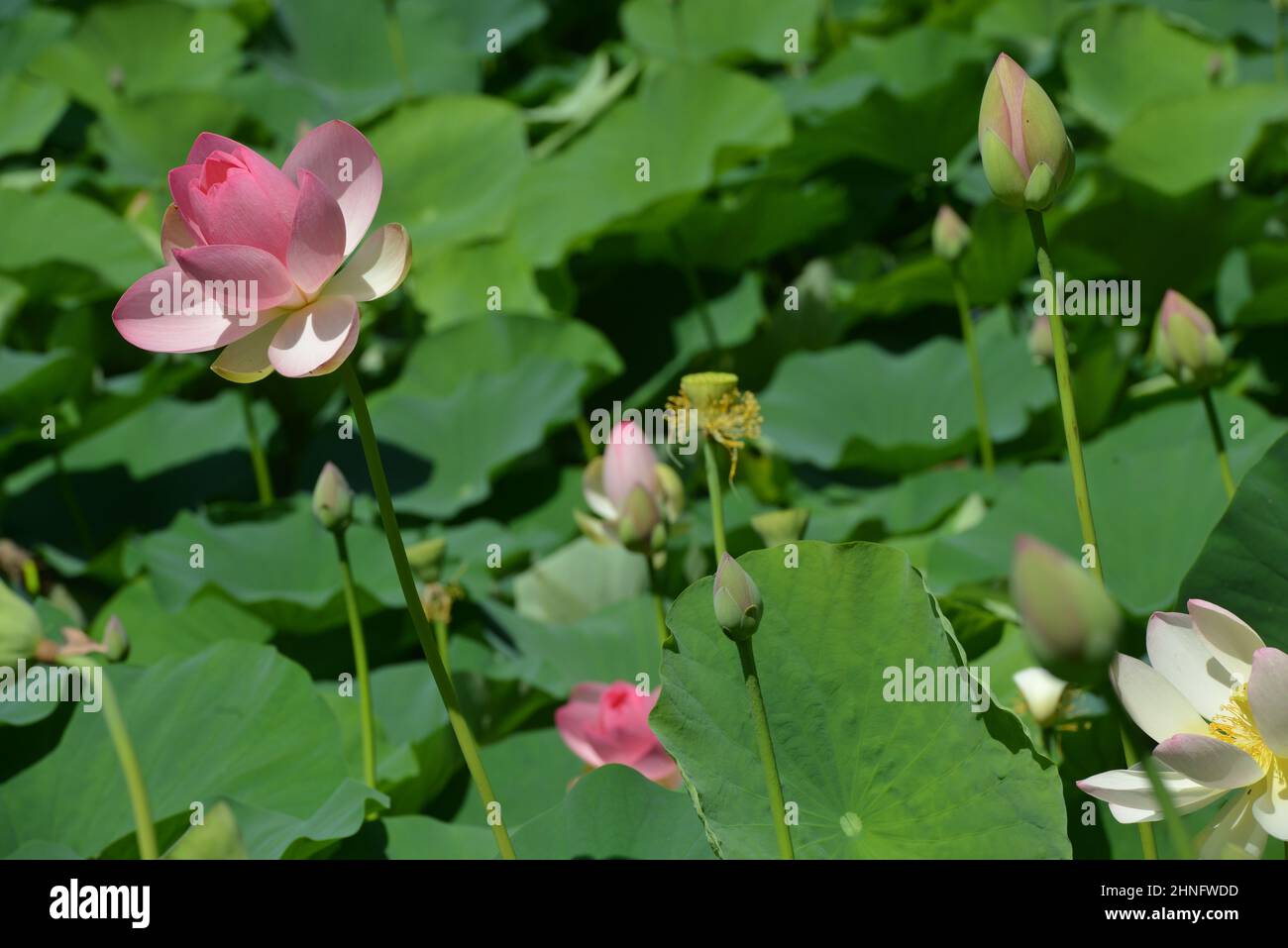 Lotus flowers partially open hi-res stock photography and images - Alamy