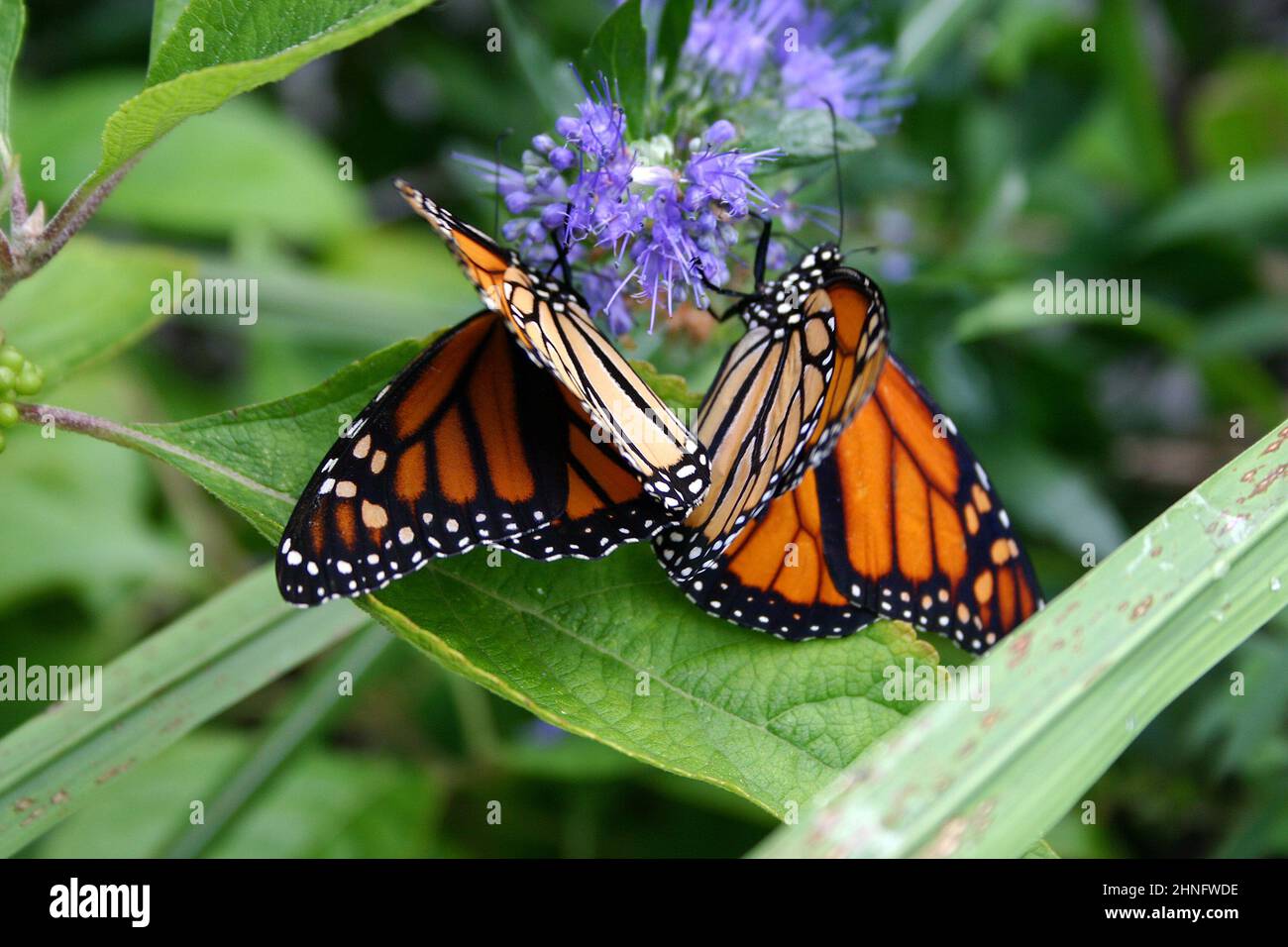 Monach butterflies hi-res stock photography and images - Alamy