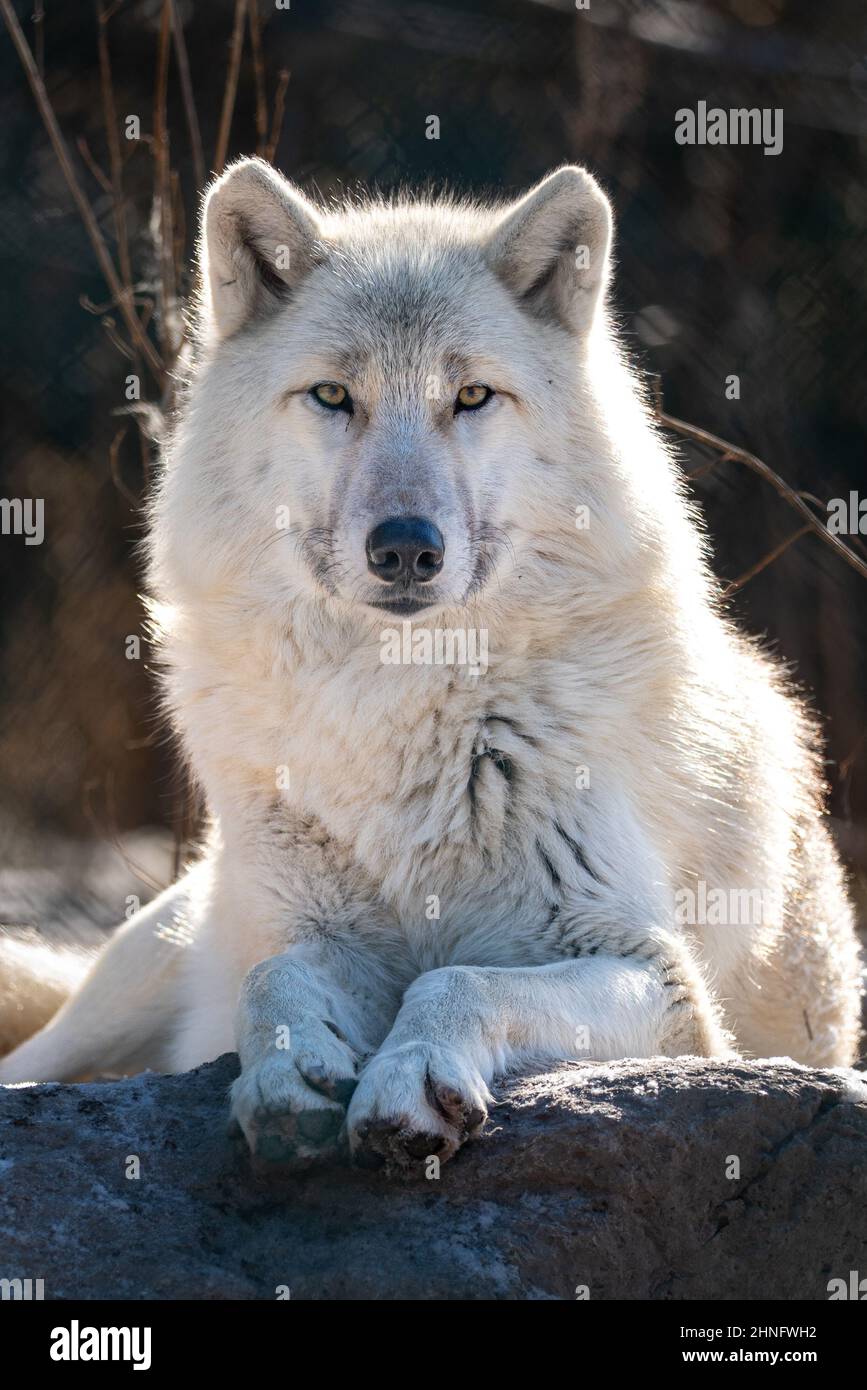White wolf on rock hi-res stock photography and images - Alamy