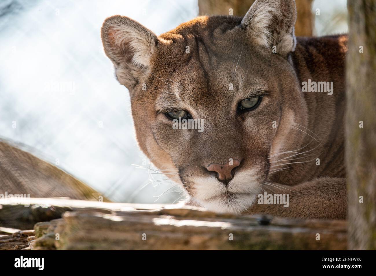 Closeup of a puma behind a wooden fence Stock Photo - Alamy