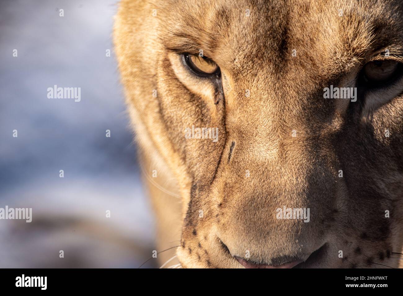 Closeup of lion eyes under the sunlight Stock Photo - Alamy