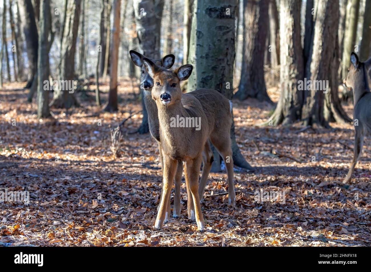 The white-tailed deer (Odocoileus virginianus), also known as the ...