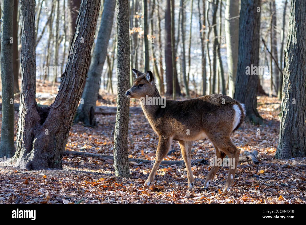 The white-tailed deer (Odocoileus virginianus), also known as the ...