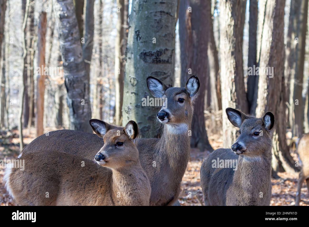 The white-tailed deer (Odocoileus virginianus), also known as the ...