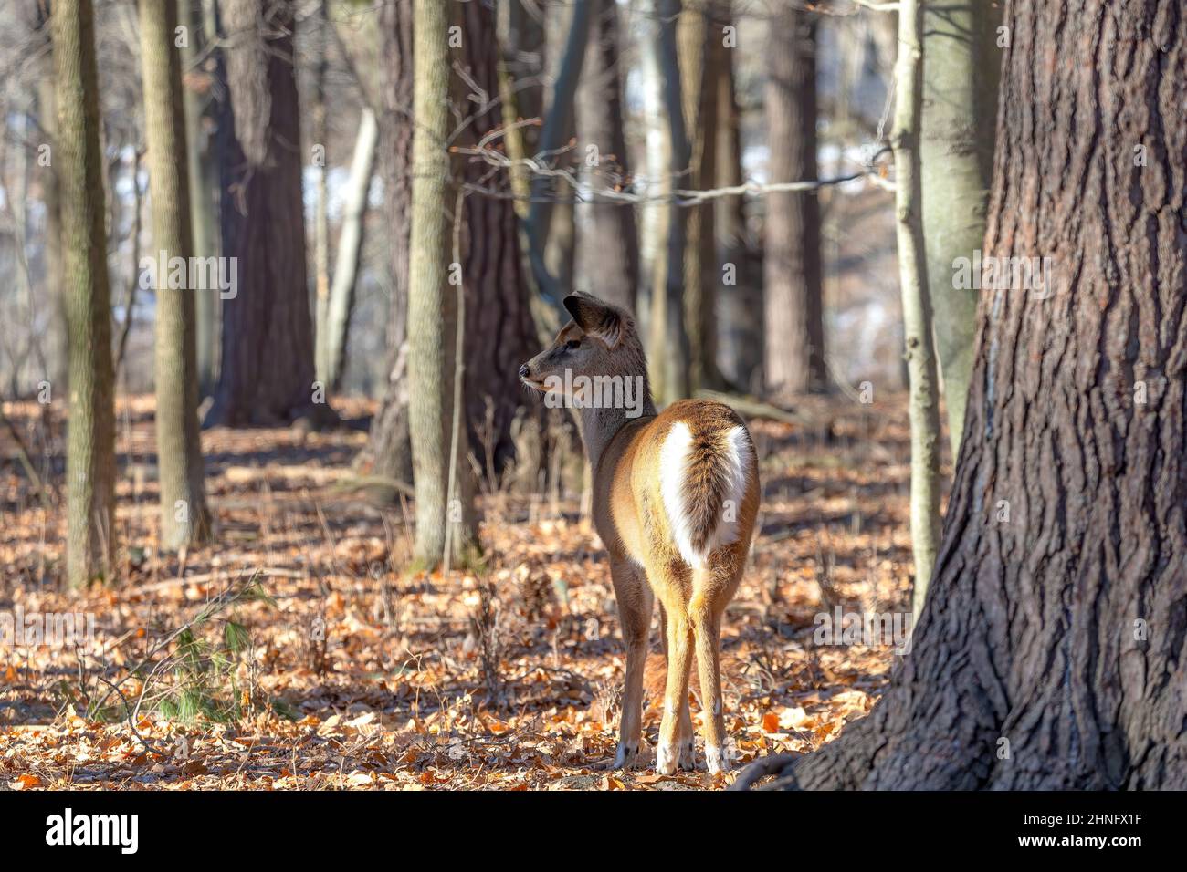 The white-tailed deer (Odocoileus virginianus), also known as the ...