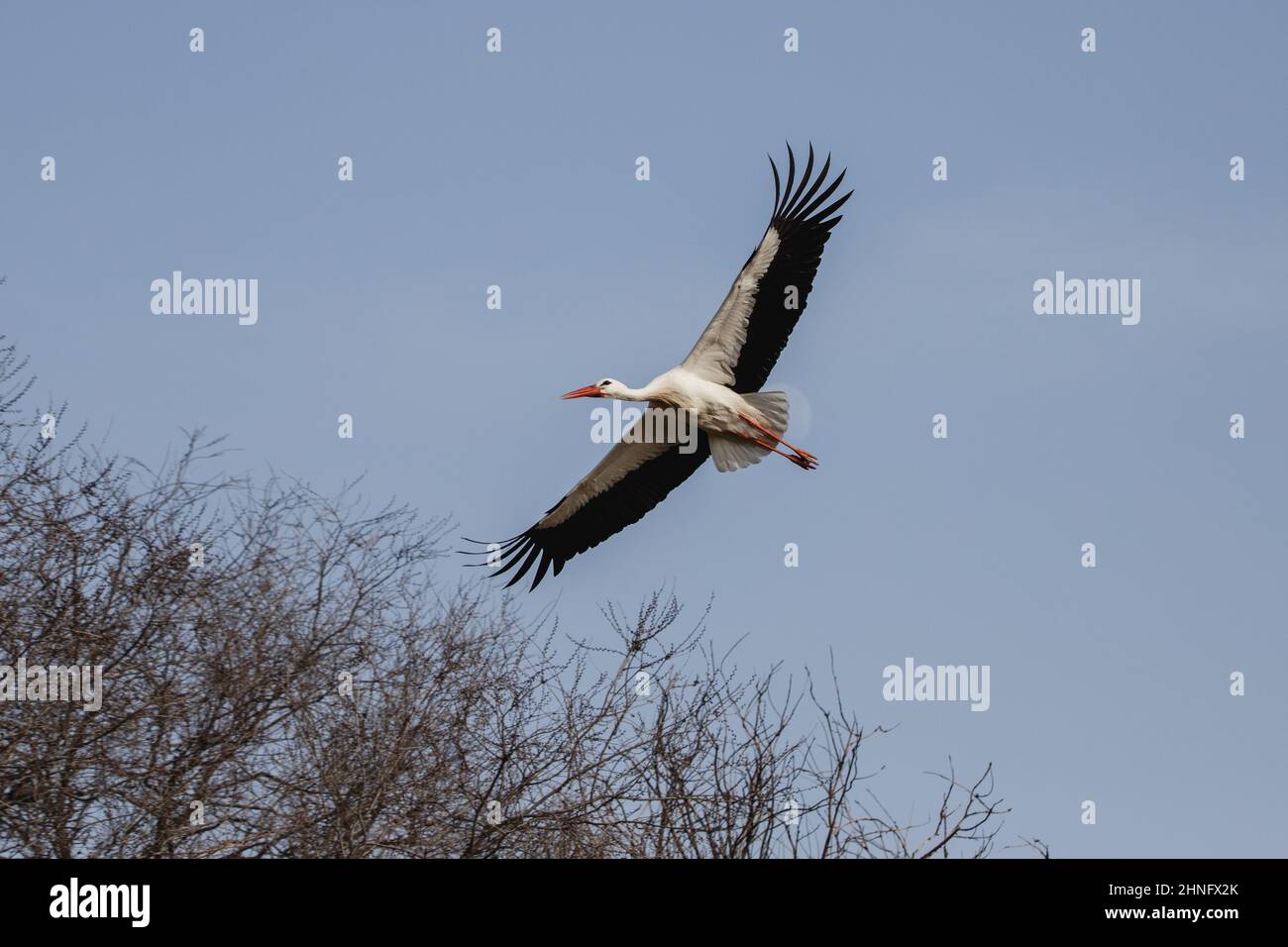 Adult white stork in flight through the blue sky (Ciconia ciconia) in ...