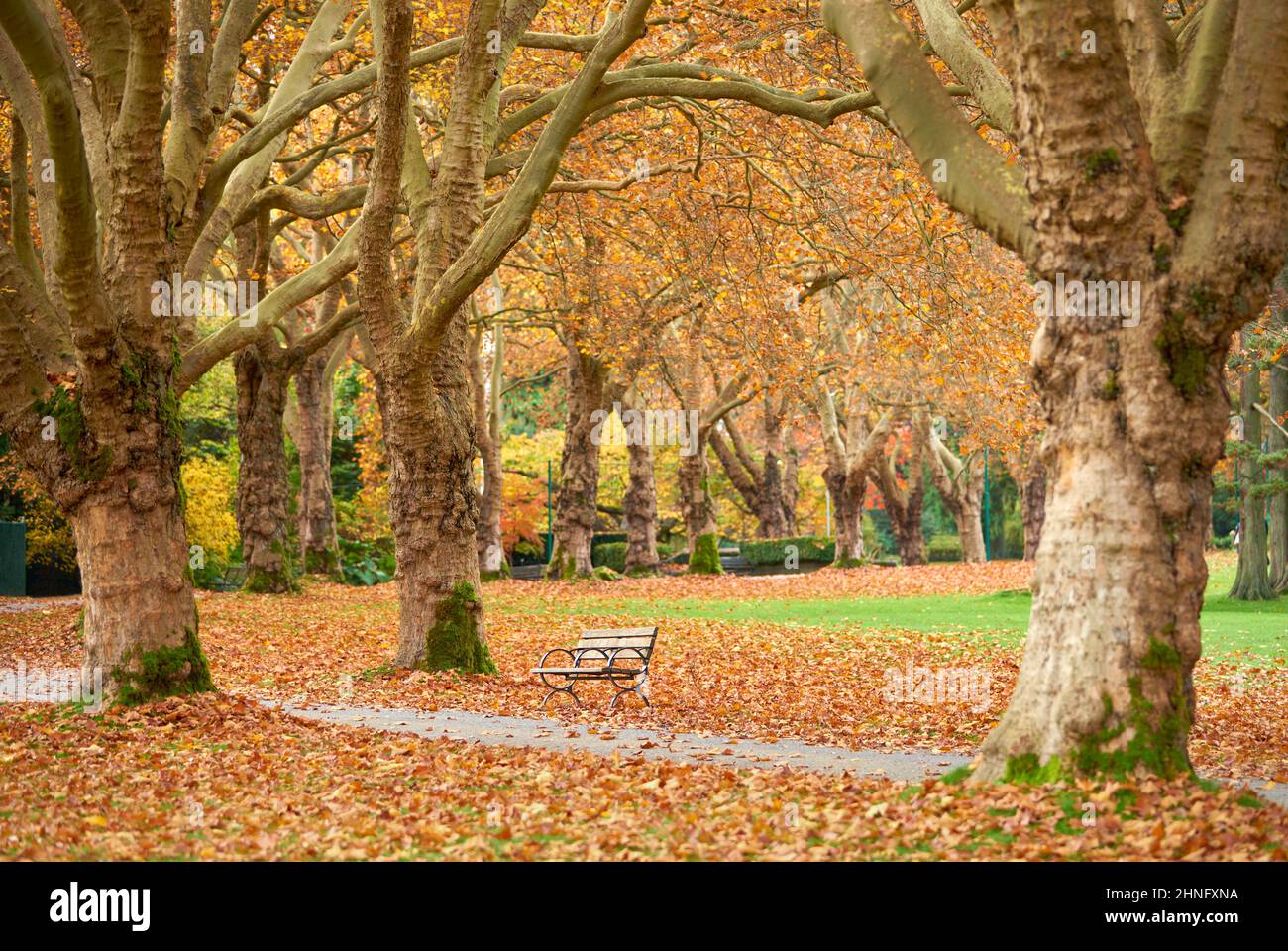 Autumn Park Bench and Maple Trees. A quiet park bench under maple trees ...