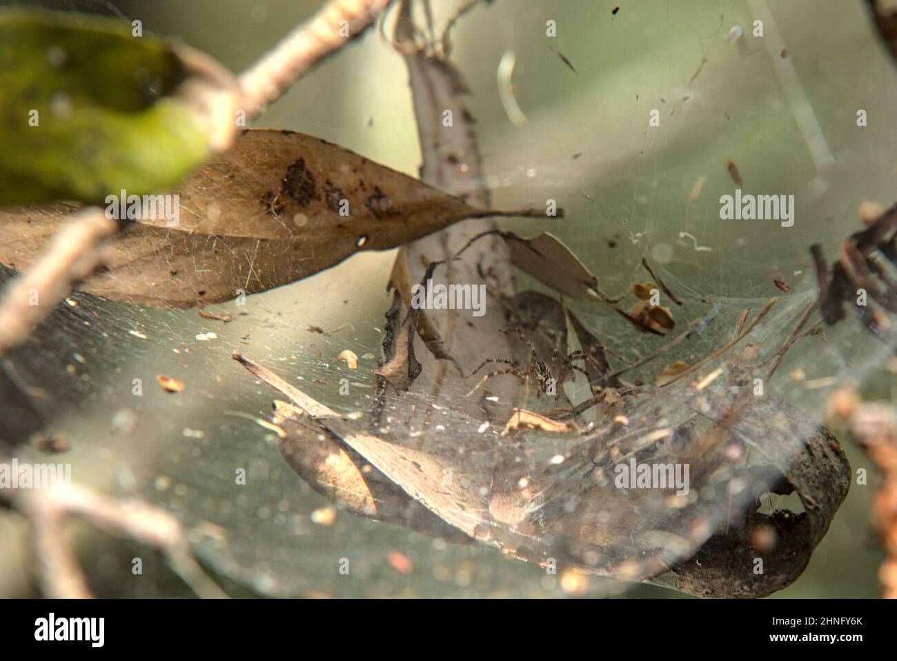 Full web hi-res stock photography and images - Alamy