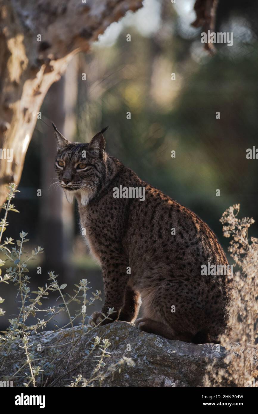 Lynx Full Body at Herman Genovese blog