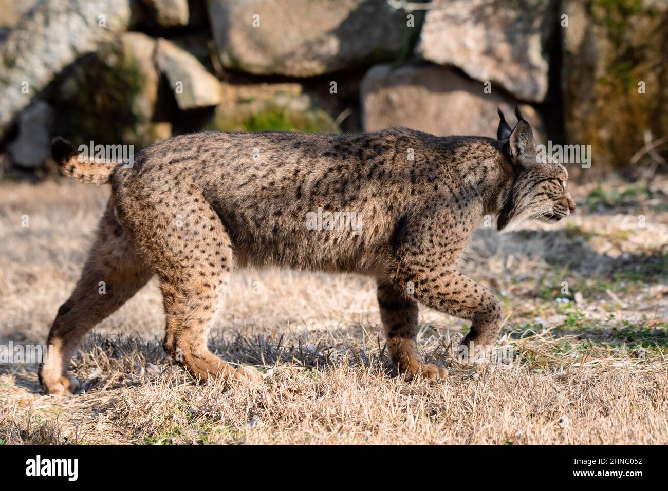 Iberian lynx walking in its habitat during the afternoon (Lynx pardinus ...