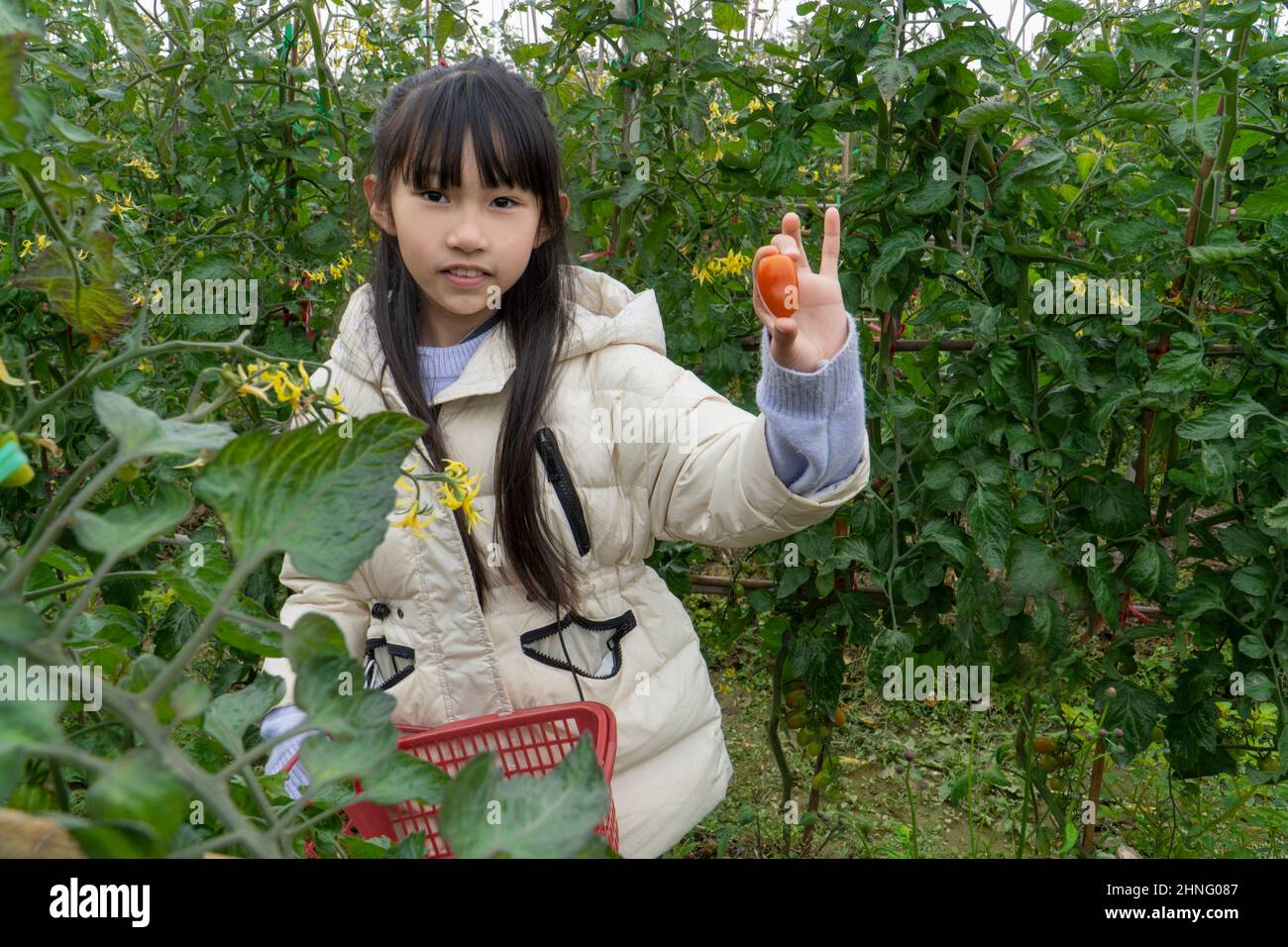 A little girl picking virgin fruit in a fruit plantation Stock Photo ...