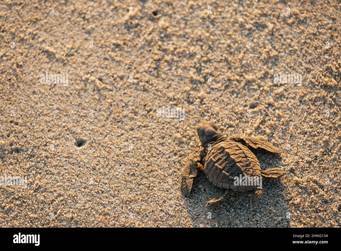 Baby turtle going to the sea in Oaxaca Coast, Mexico Stock Photo - Alamy