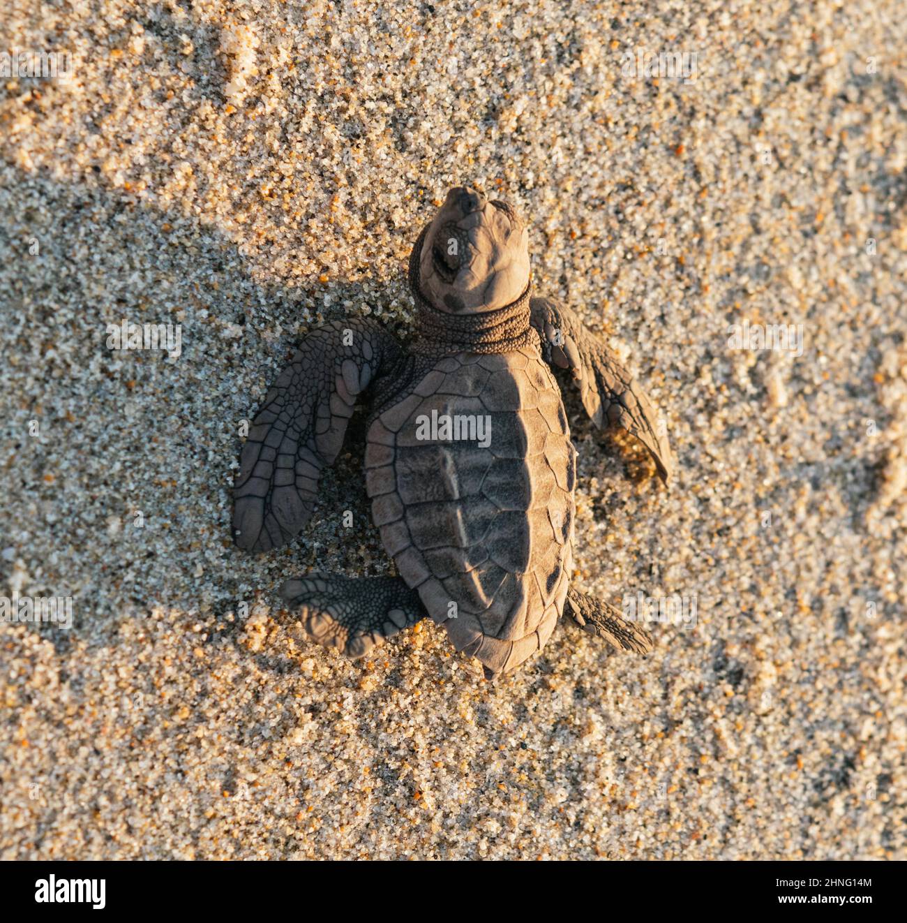 Baby turtle going to the sea in Oaxaca Coast, Mexico Stock Photo - Alamy