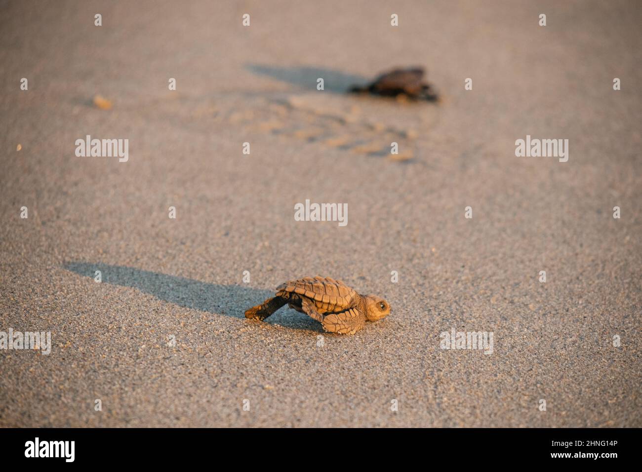Closeup of baby turtles going into the ocean from the Oaxaca Coast ...