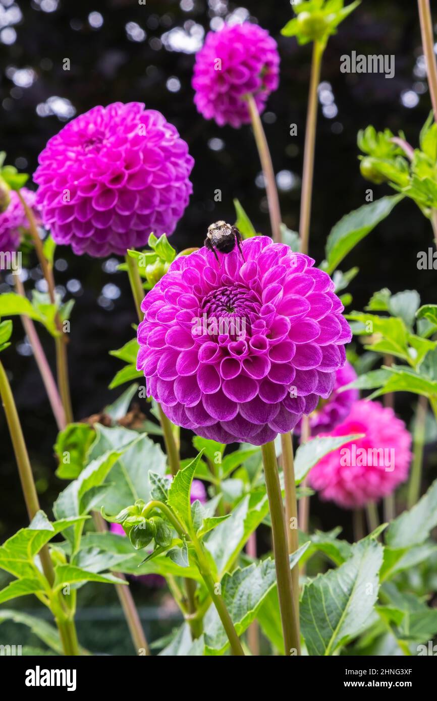 Dahlia 'Robann Royal' with Bombus - 'Bumblebee' foraging for nectar in ...