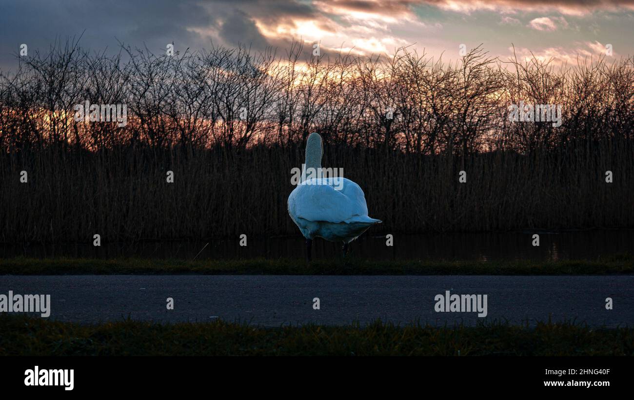 A white goose looking towards the horizon at sunset in Falkirk ...