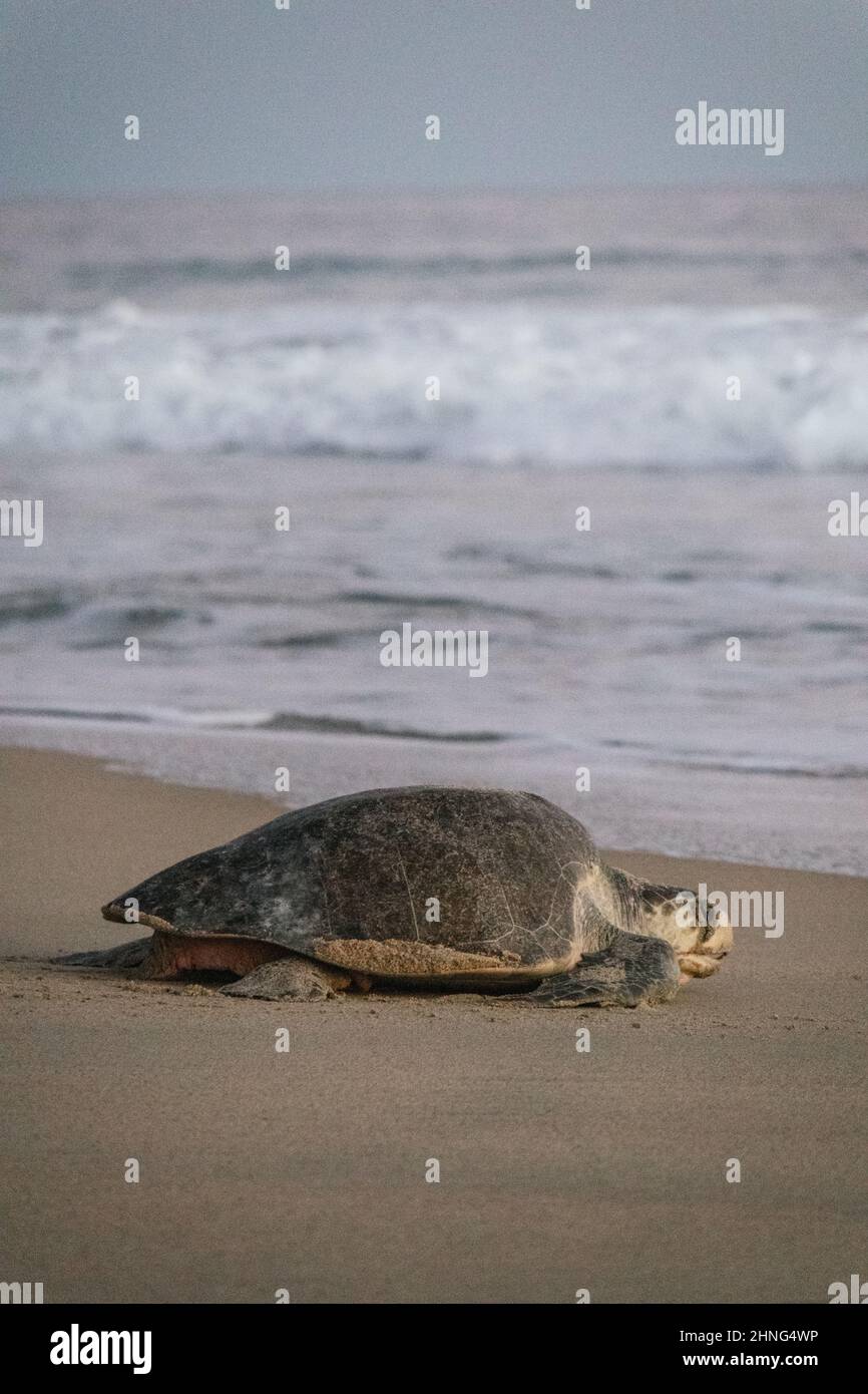 Turtle on her way back after laying eggs on the Oaxaca coast, Mexico ...